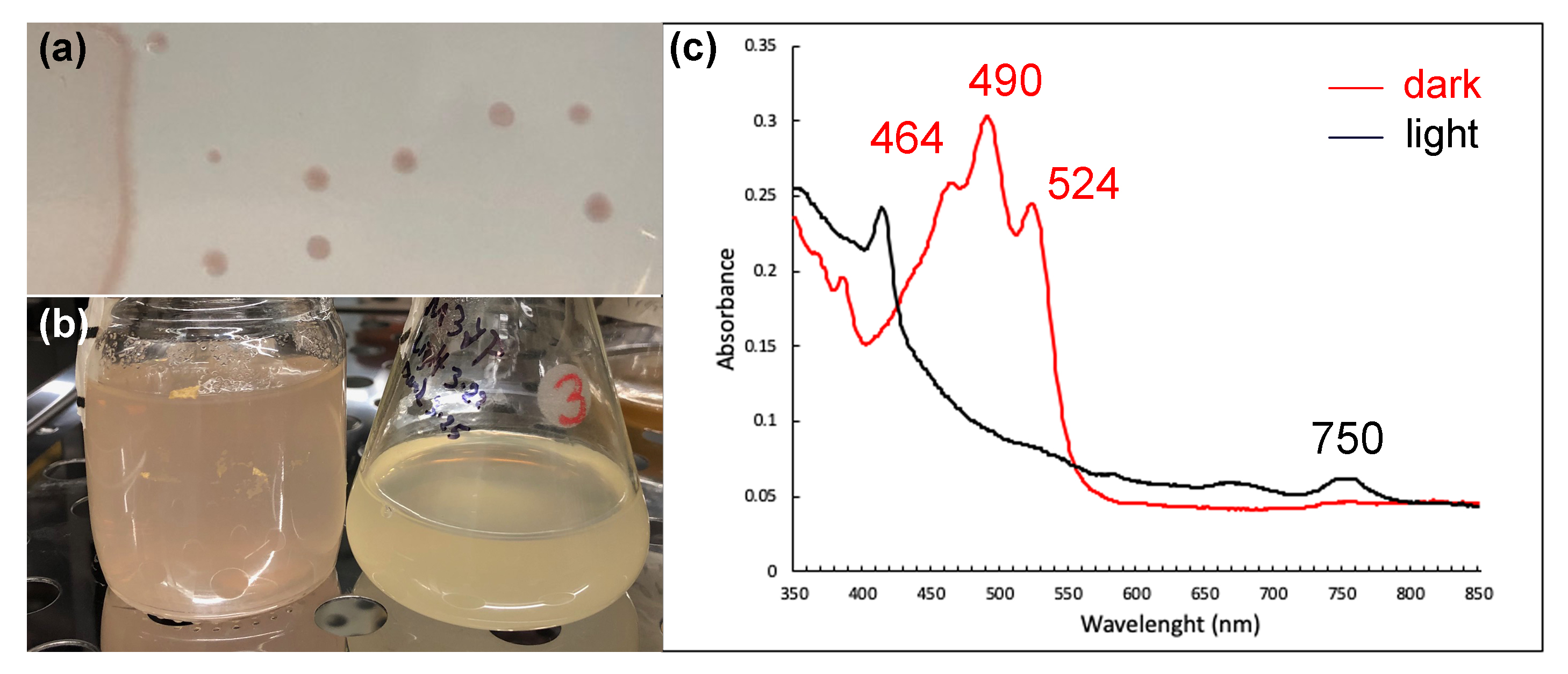 BU team studies photosynthesis evolution (and discovers new Rhodobacter ...